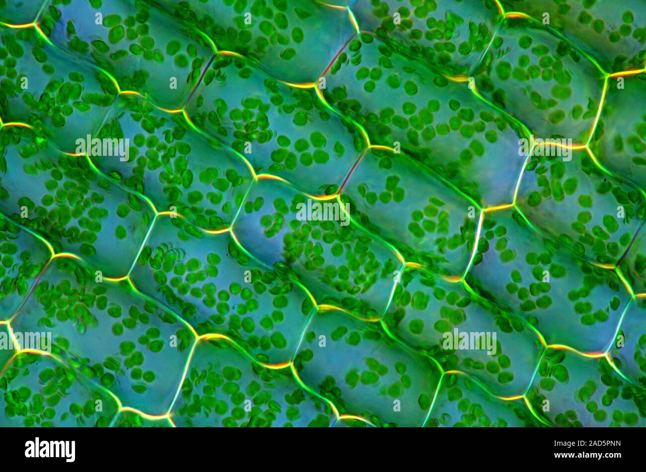 Canadian pondweed (Elodea canadensis). Polarised light micrograph of a ...