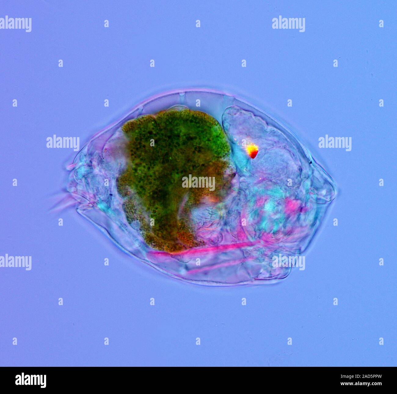 Rotifer. Polarised light micrograph of a rotifer (phylum Rotifera ...