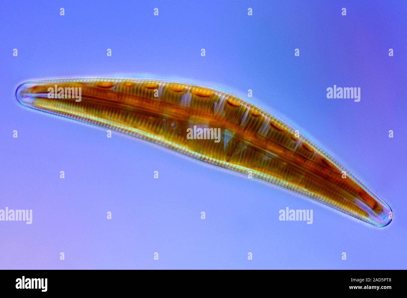 Diatoms. Polarised light micrograph of a single Cymbella sp. diatom ...