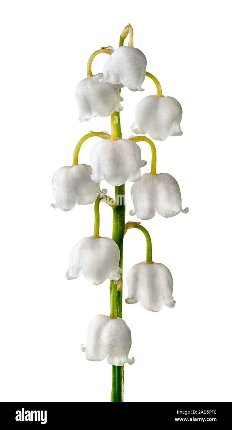 Inflorescence lily hi-res stock photography and images - Alamy