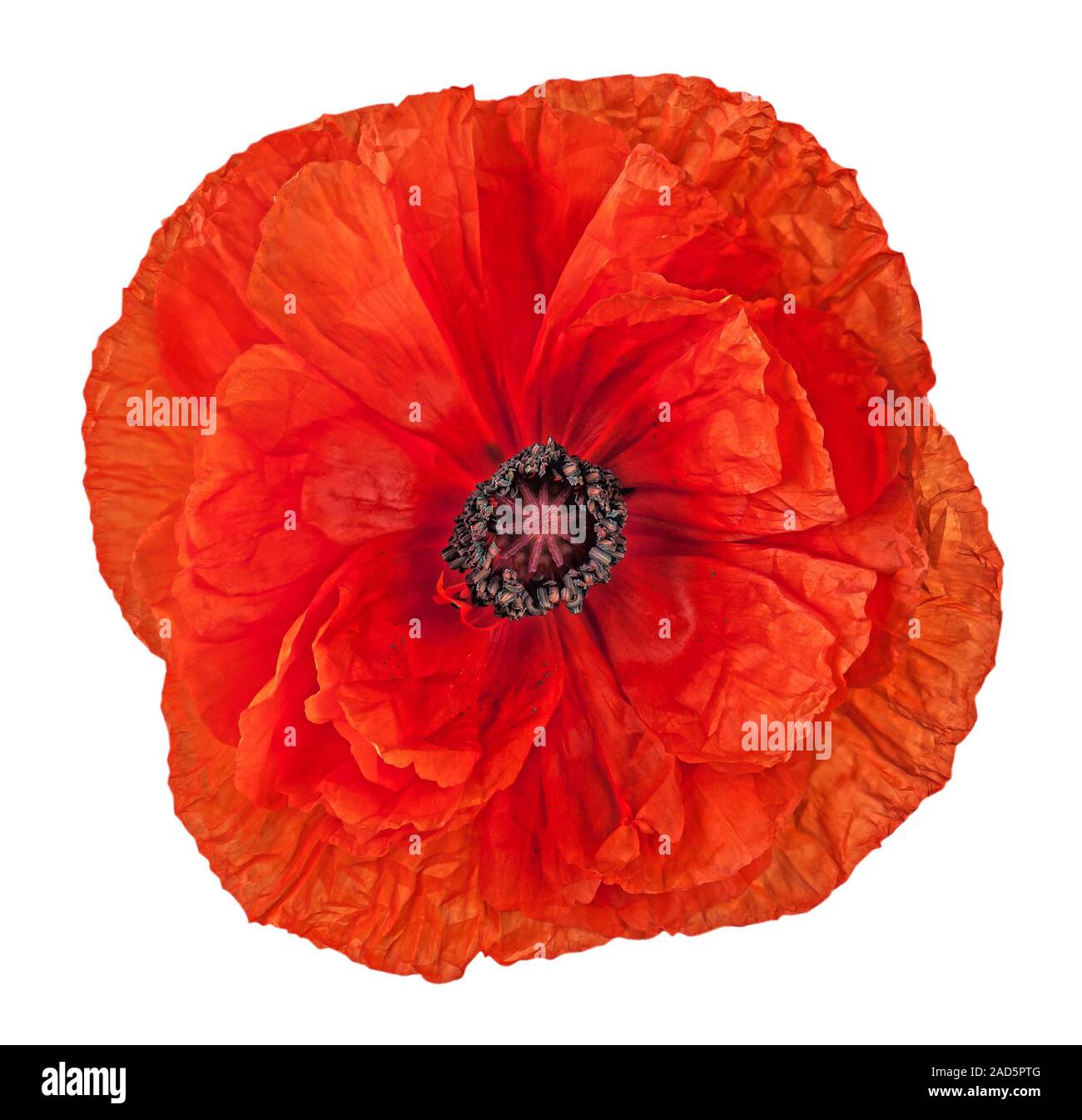 Red poppy cutout hi-res stock photography and images - Alamy