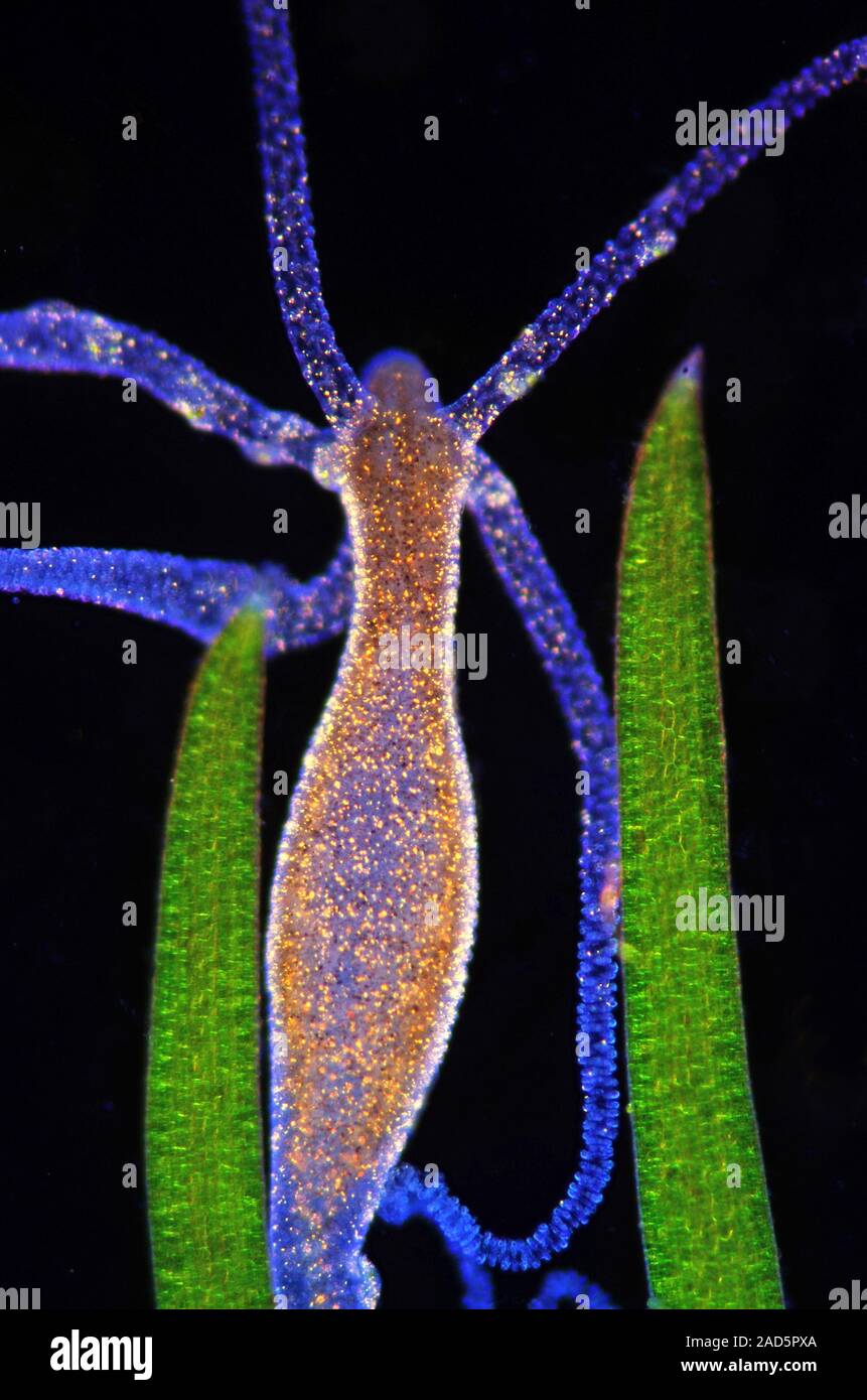 Hydra. Polarised light micrograph of a section through a hydra (centre ...