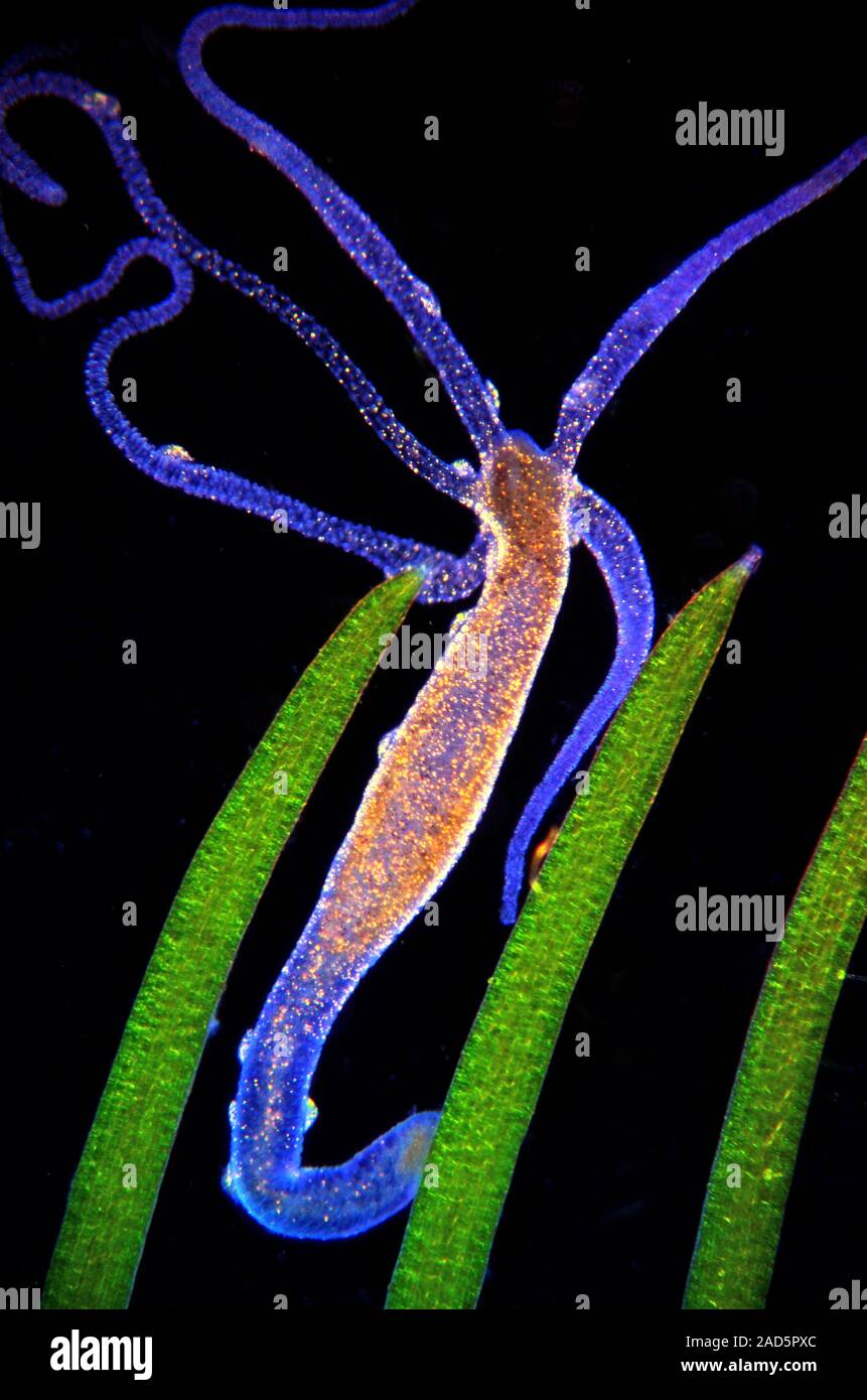 Hydra. Polarised light micrograph of a section through a hydra (centre ...