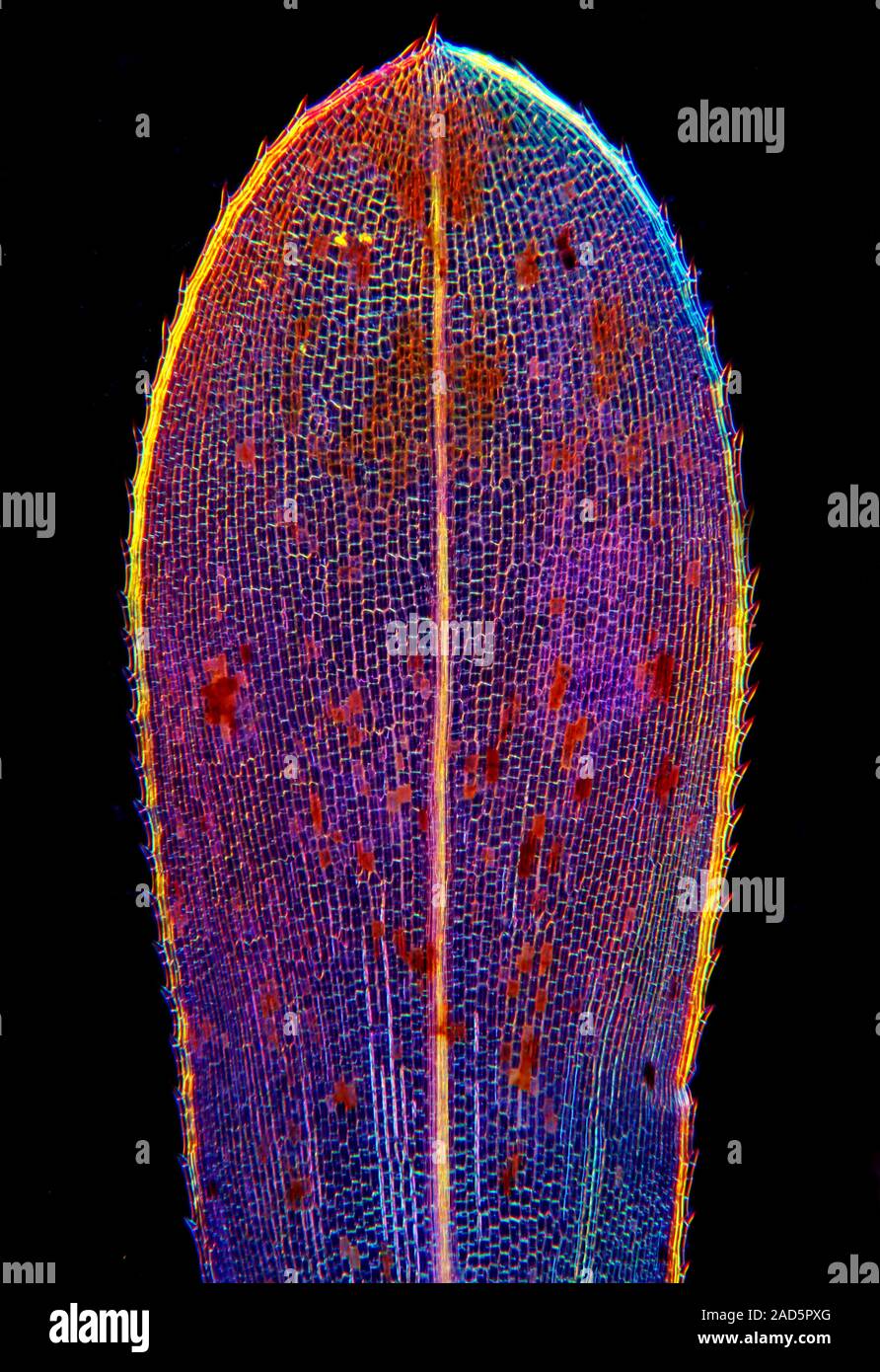 Canadian pondweed (Elodea canadensis) leaf. Polarised light micrograph ...