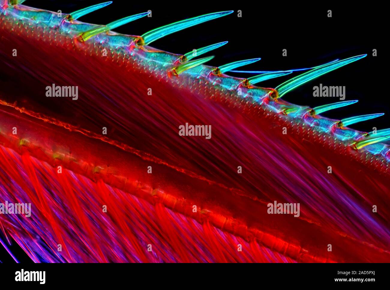 Water boatman leg. Darkfield illuminated polarised light micrograph of ...