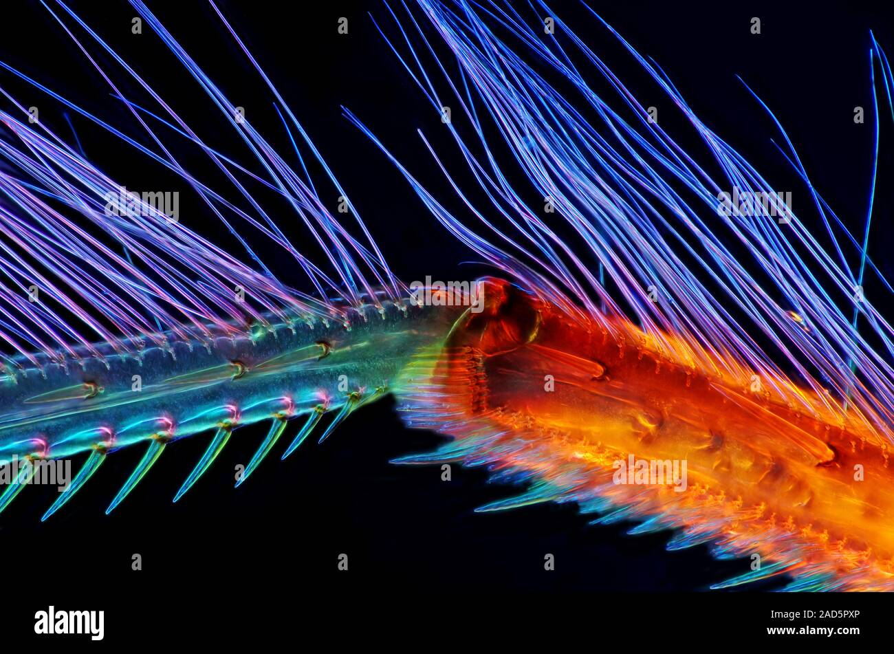 Water boatman leg. Darkfield illuminated polarised light micrograph of ...