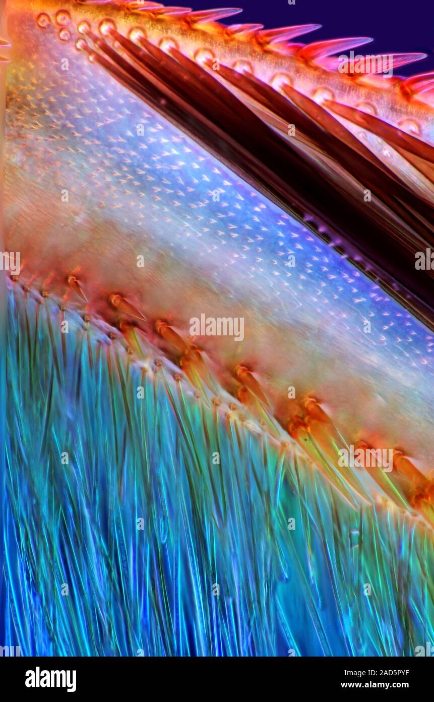Water boatman leg. Darkfield illuminated polarised light micrograph of ...