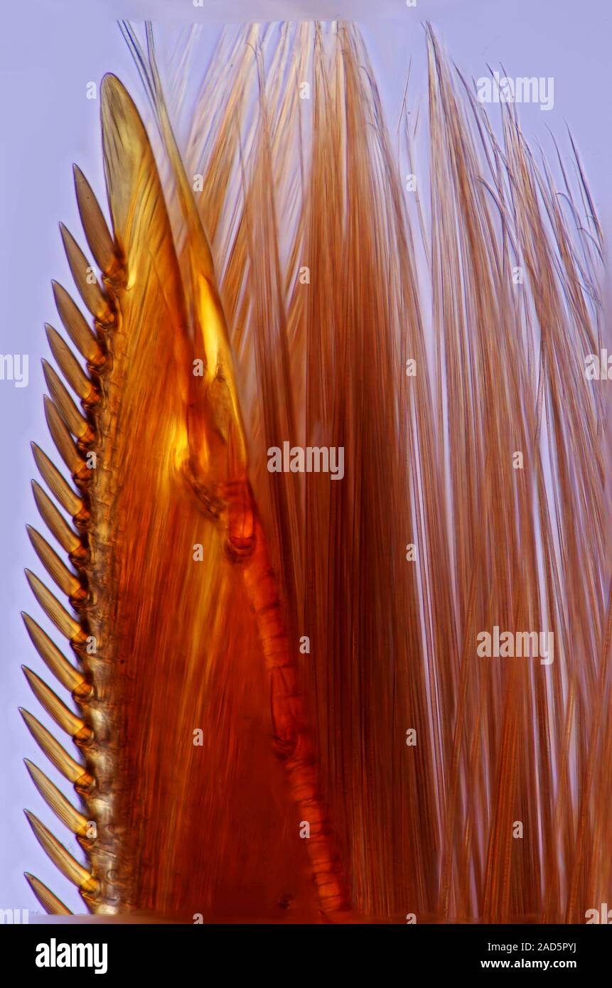Water boatman leg. Polarised light micrograph of hairs on the leg of a ...