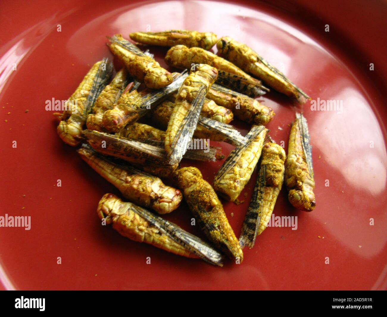 Edible insects. Plate of crispy fried locusts for human consumption ...