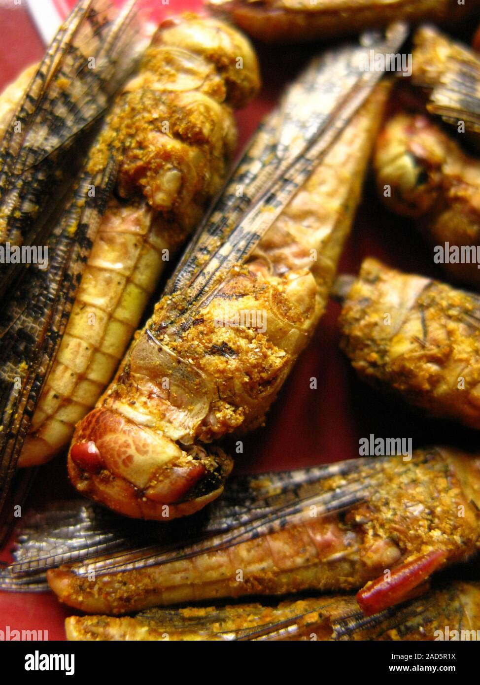 Edible insects. Plate of crispy fried locusts for human consumption ...