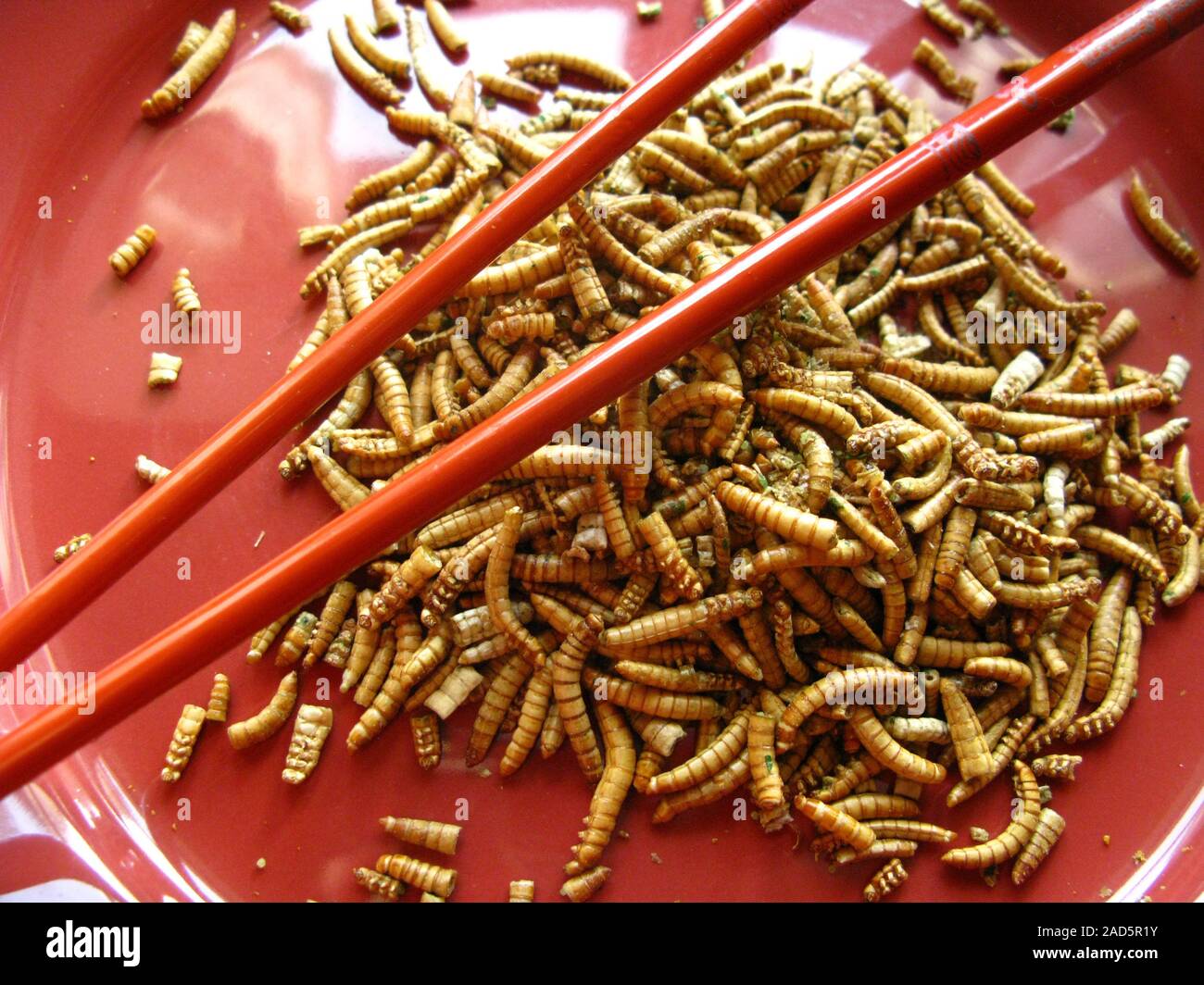 Edible insects. Plate of crispy fried mealworms for human consumption ...