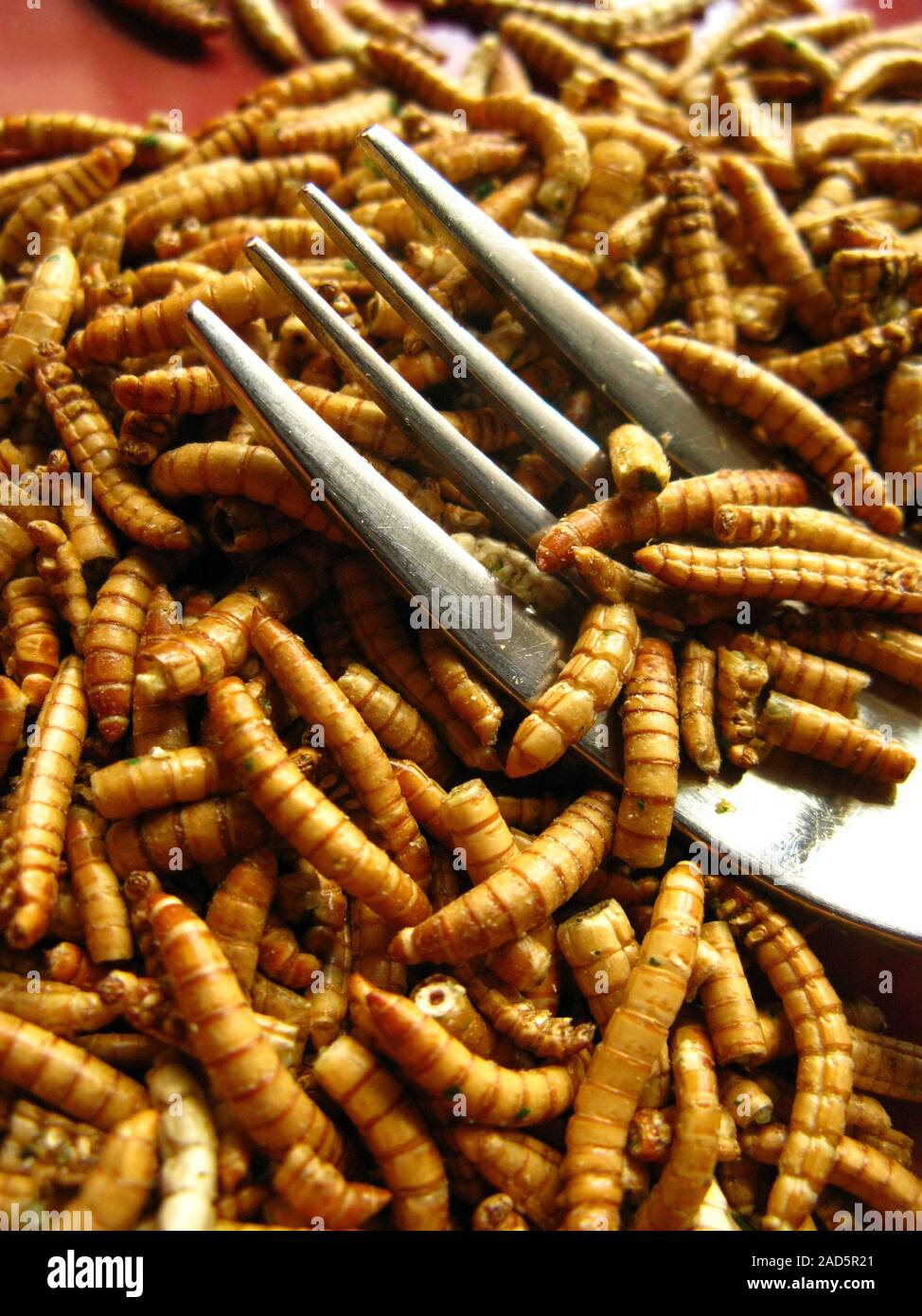 Edible insects. Plate of crispy fried mealworms for human consumption ...