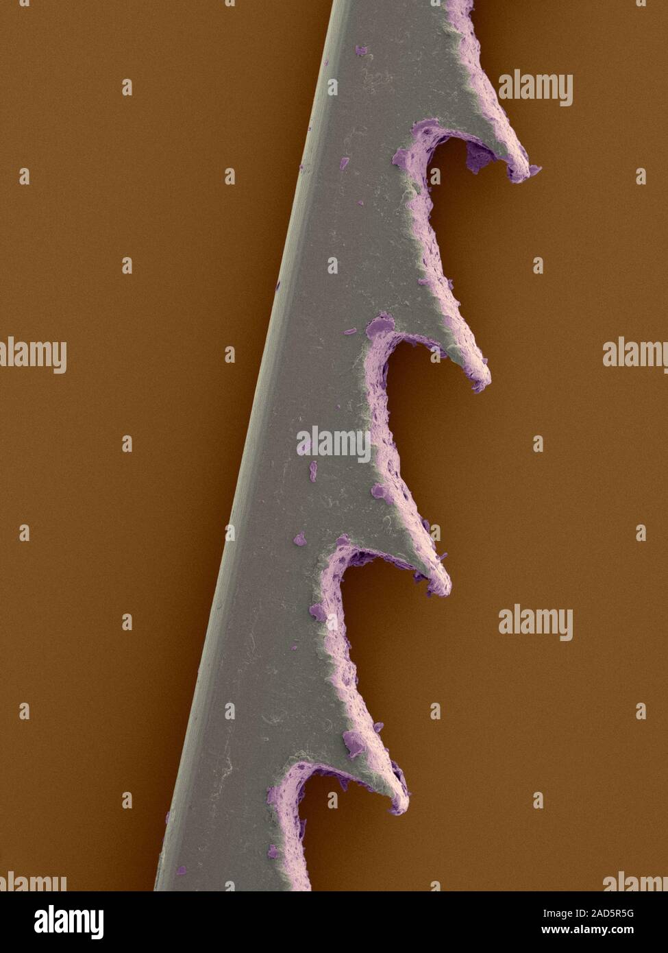 Coloured scanning electron micrograph (SEM) of an unused coping saw ...