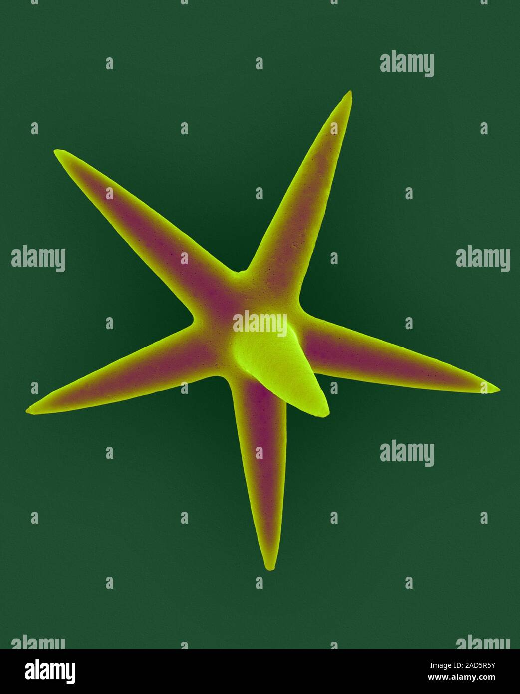 Coloured scanning electron micrograph (SEM) of a fossilised marine ...