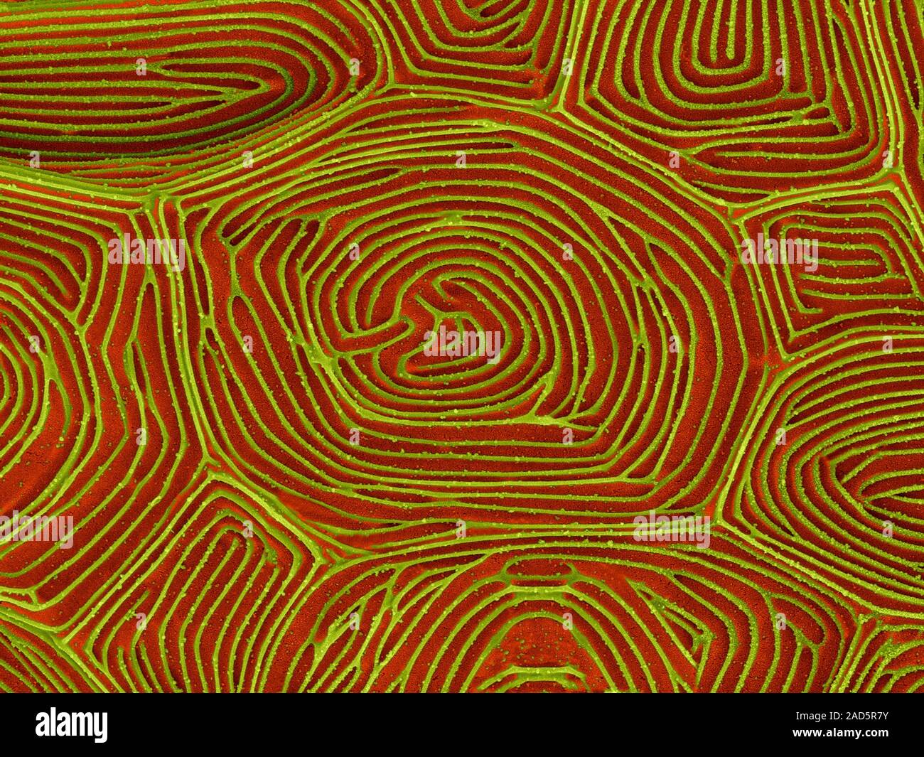 Coloured scanning electron micrograph (SEM) of a convict cichlid fish ...
