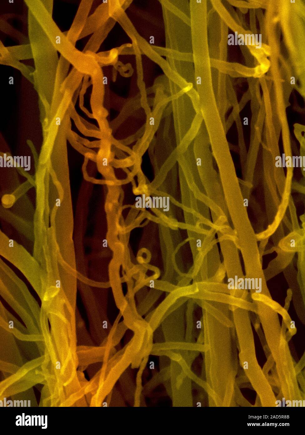 Coloured scanning electron micrograph (SEM) of carbon nanotubes grown ...