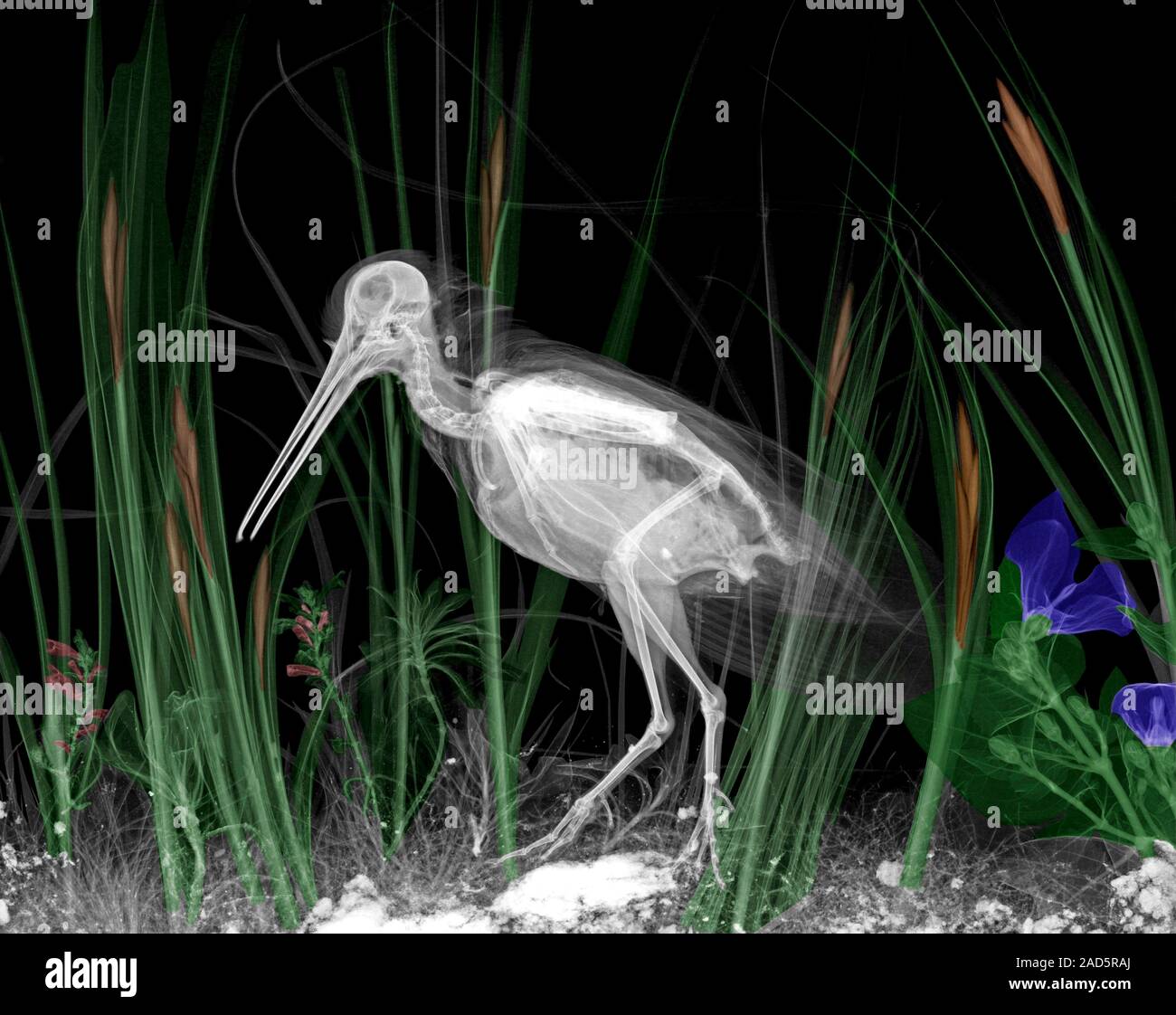 Not for print or poster uses Snipe in reeds, coloured X-ray. Snipes are ...