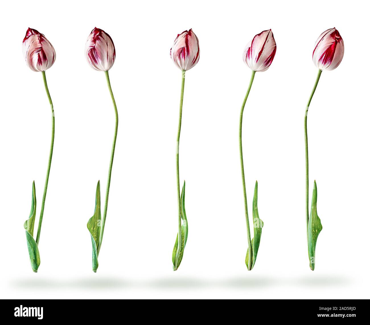 Row tulips Cut Out Stock Images & Pictures - Alamy