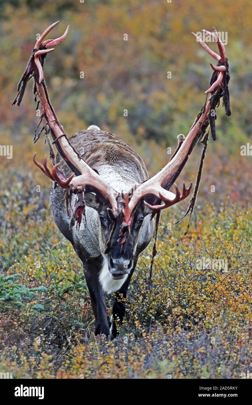 Caribou bu hi-res stock photography and images - Alamy