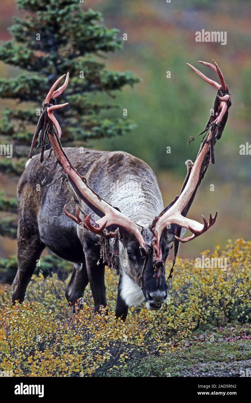 Caribou / Reindeer / Porcupine Caribou / Grants Caribou / Rangifer ...