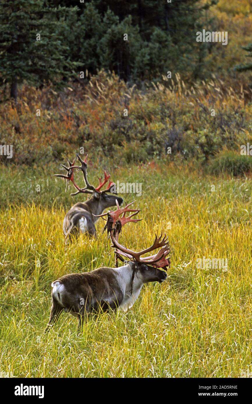 Caribou / Reindeer / Porcupine Caribou / Grants Caribou / Rangifer ...