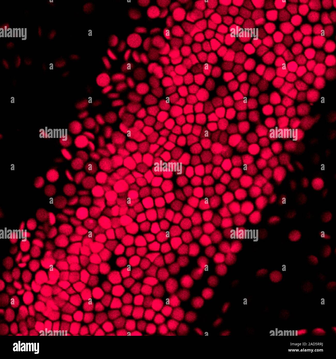 Red blood cell-mimicking nanotechnology. Microparticles being used to ...