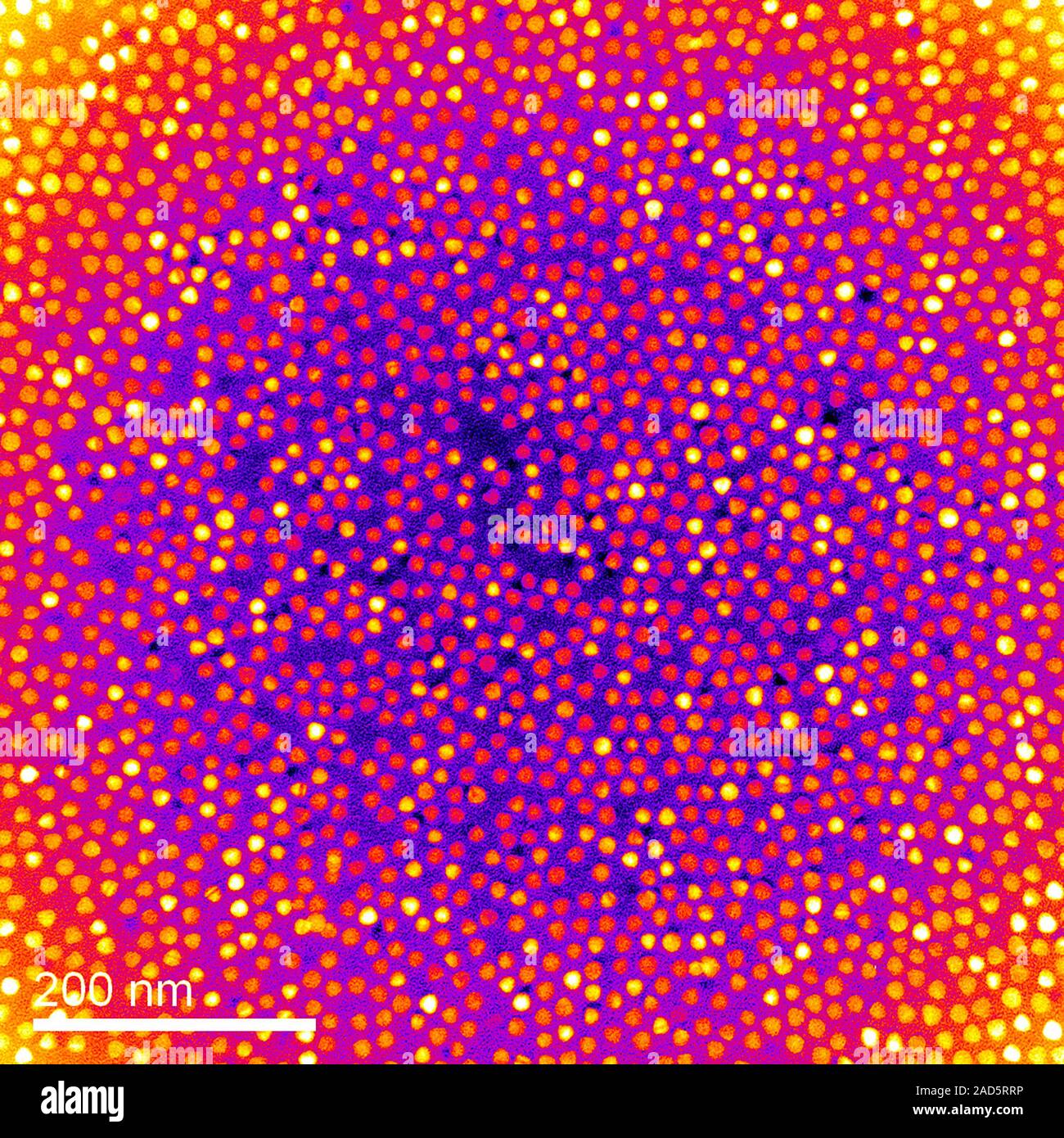 Quantum dots cancer imaging research. Coloured transmission electron ...