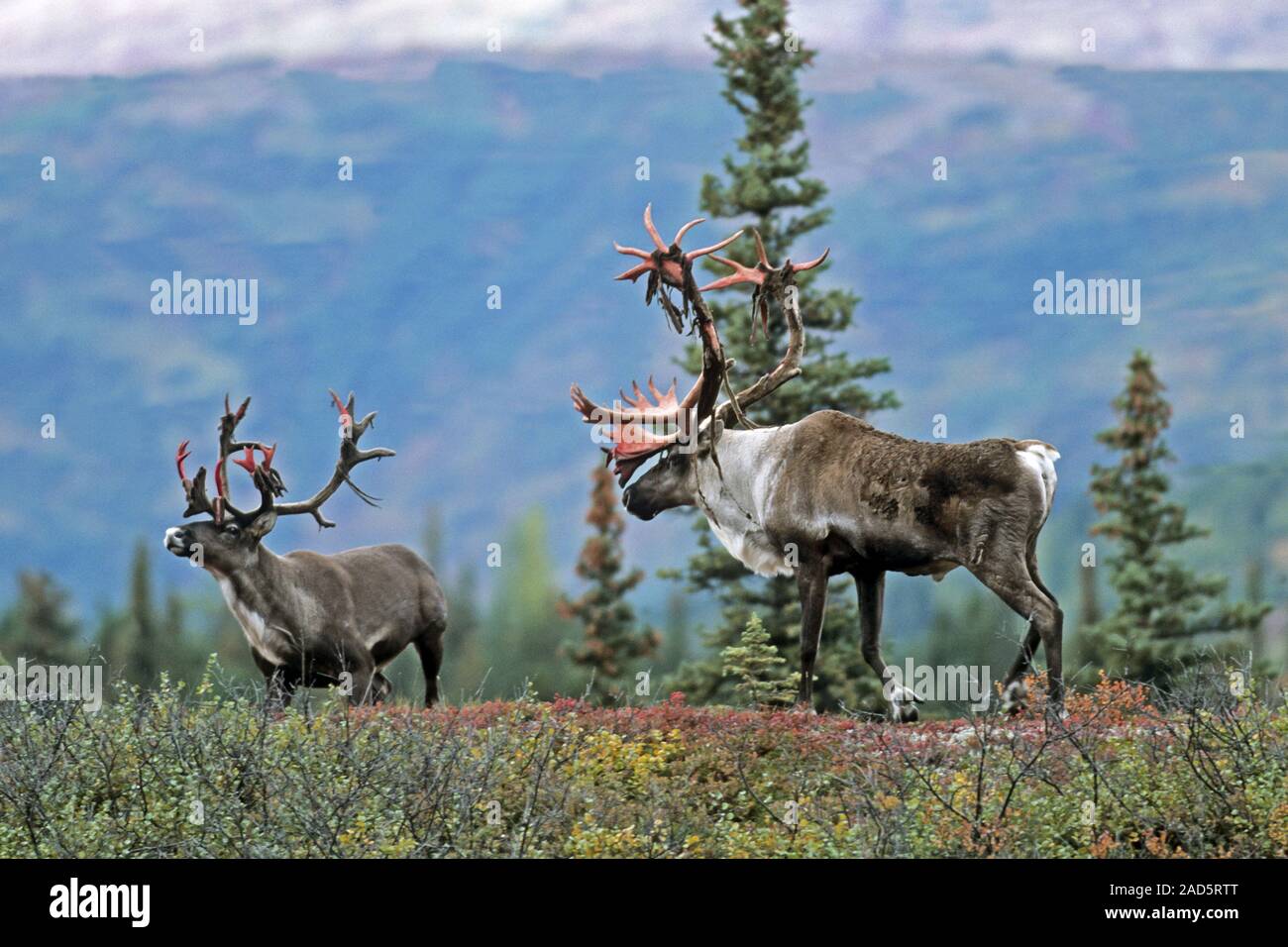Caribou / Reindeer / Porcupine Caribou / Grants Caribou / Rangifer ...