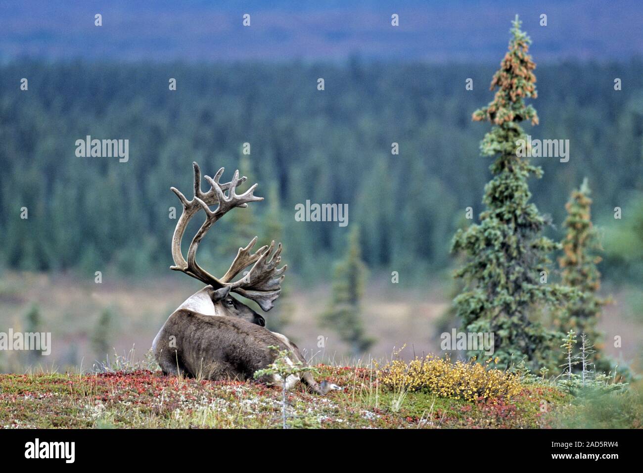 Caribou / Reindeer / Porcupine Caribou / Grants Caribou / Rangifer ...