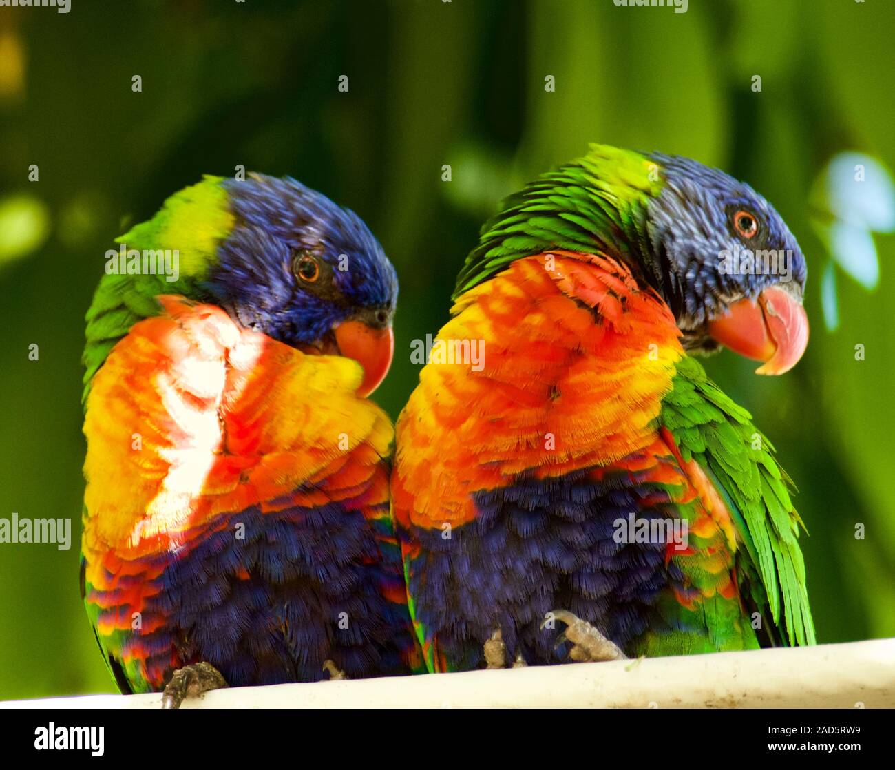 Australian Rainbow Lorikeets Trichoglossus haematodus. Found in ...