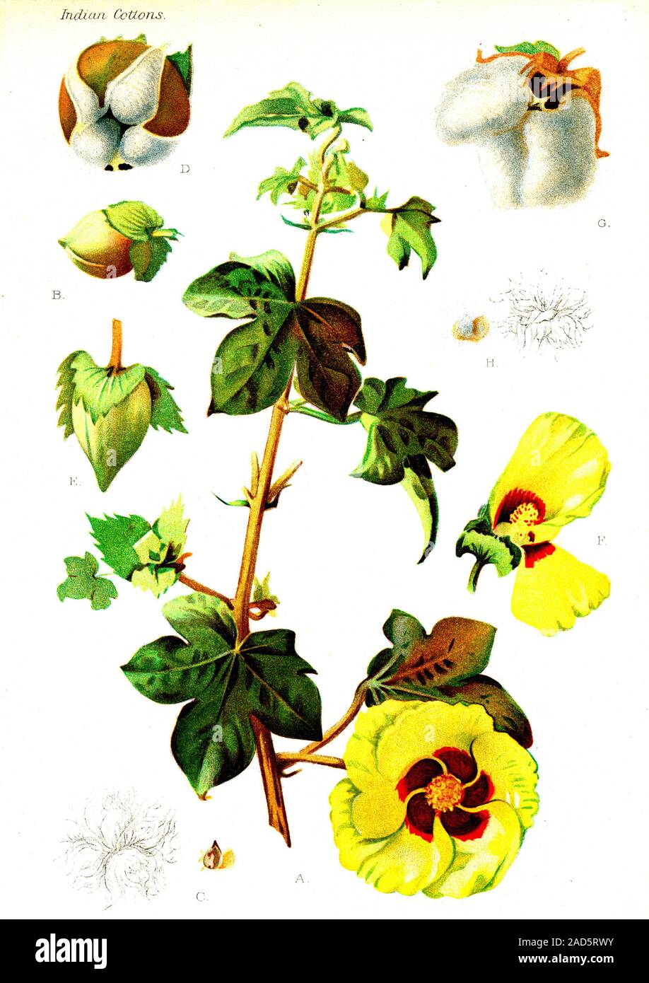 Cotton (Gossypium herbaceum) plant. 1907 anatomical illustration of a ...