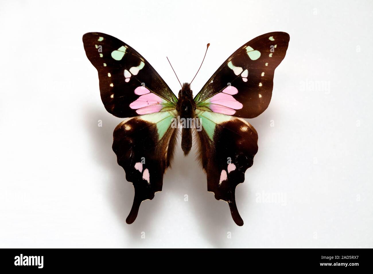 Alcinous hi-res stock photography and images - Alamy