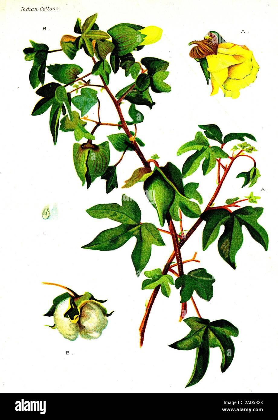 Cotton (Gossypium obtusifolium). 1907 anatomical illustration of a ...