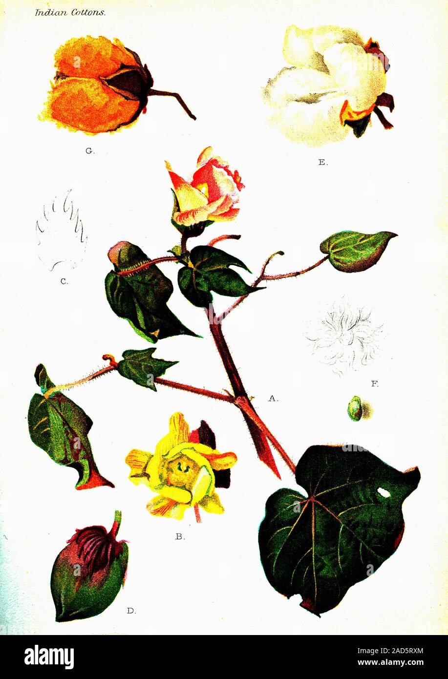 Cotton (Gossypium hirsutum). 1907 anatomical illustration of a ...
