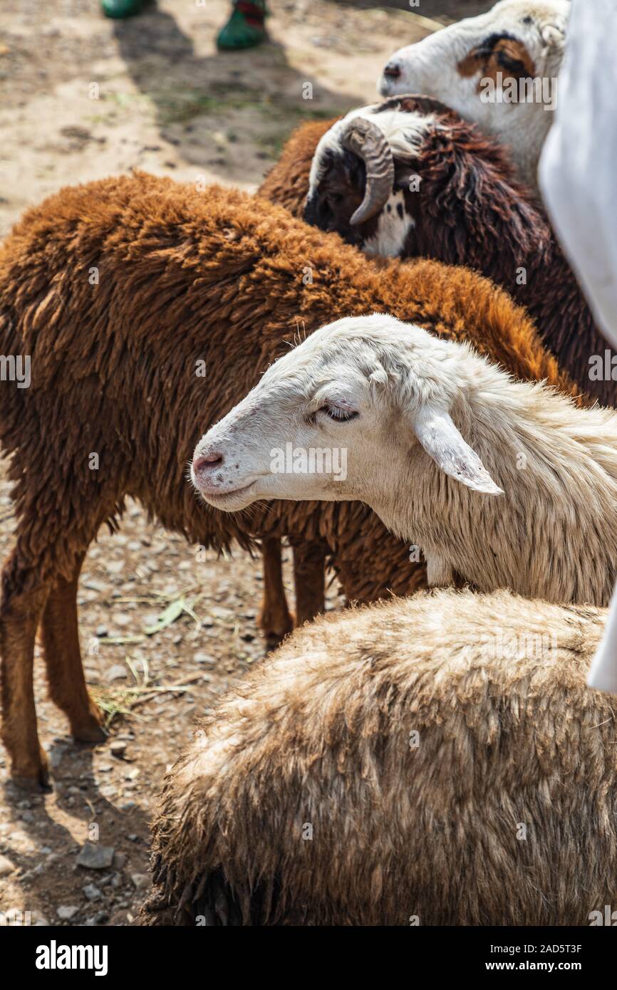 Debark town hi-res stock photography and images - Alamy