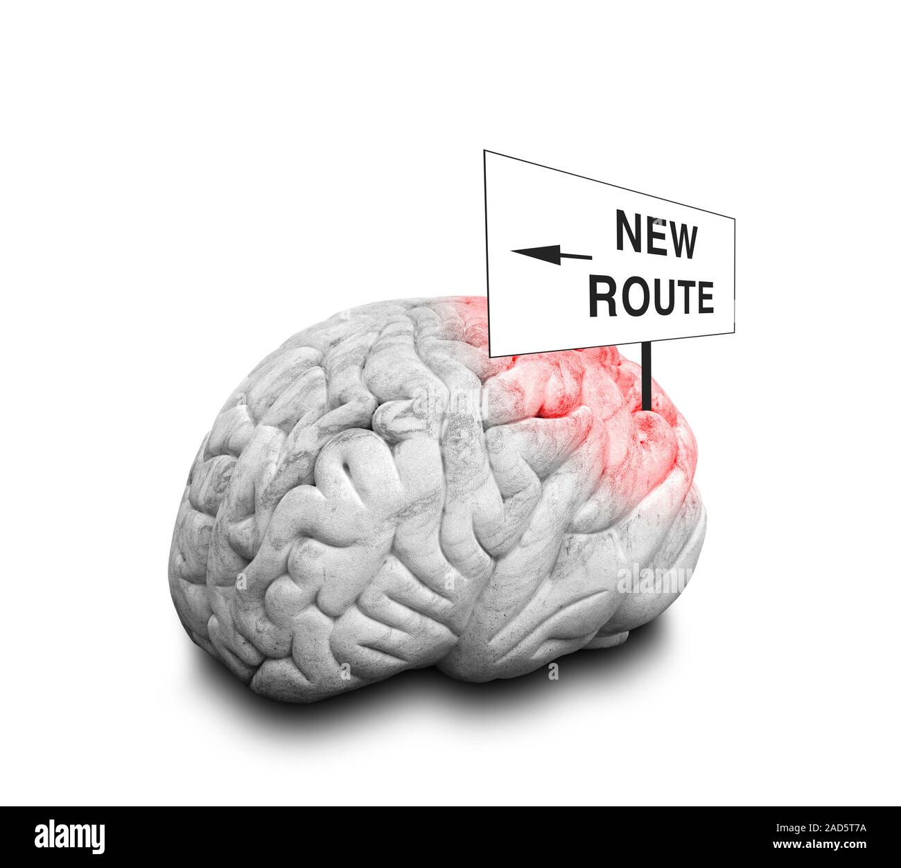 Brain plasticity. Conceptual image of a human brain with signs ...