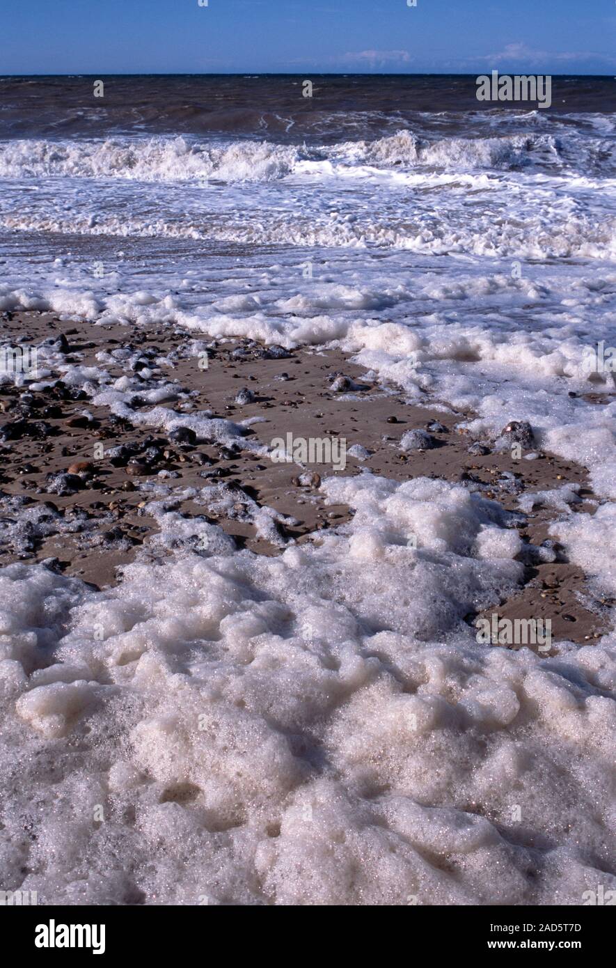 Sea foam on a beach. Sea foam is produced when sea water containing a ...