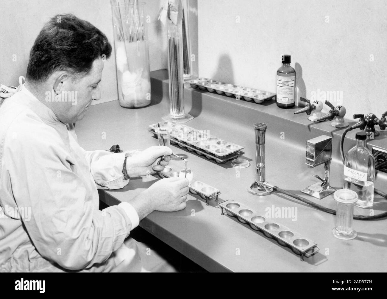 Egg-based virus research. Researcher in the 1950s harvesting tissue ...