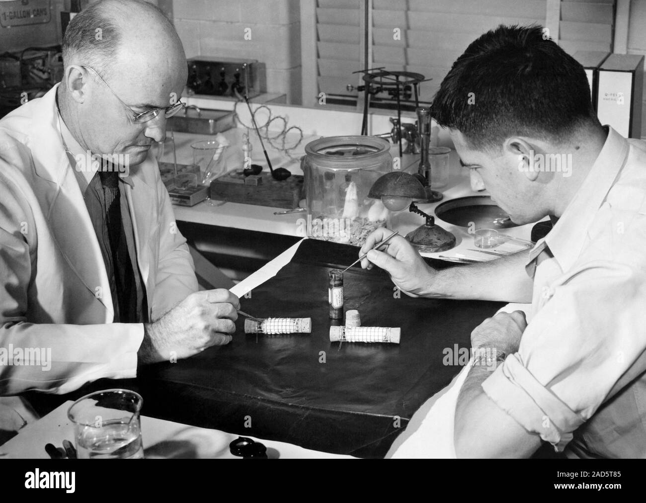 Scrub typhus research, 1940s. Researchers carrying out studies on the ...