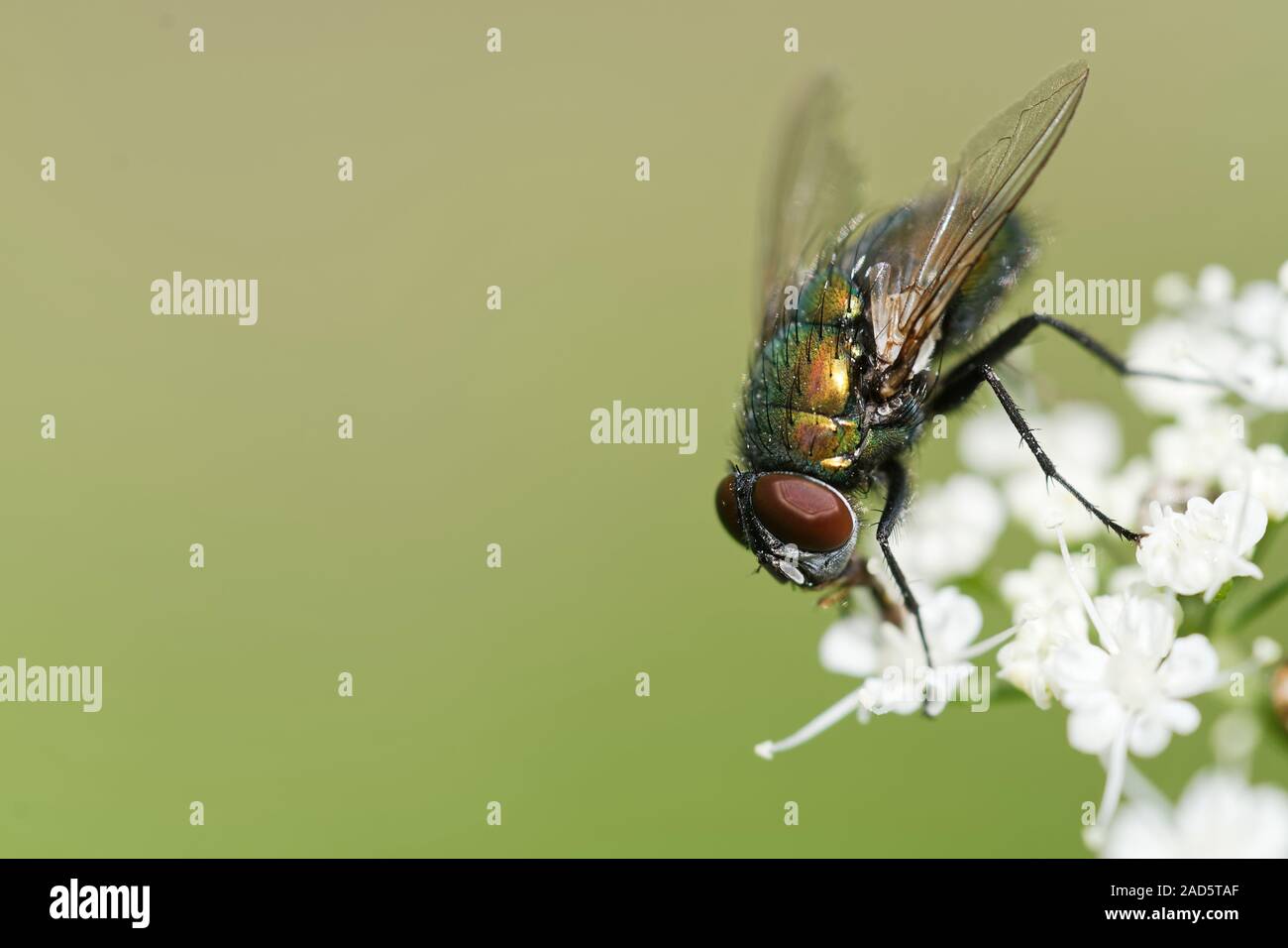 Plan fly hi-res stock photography and images - Alamy