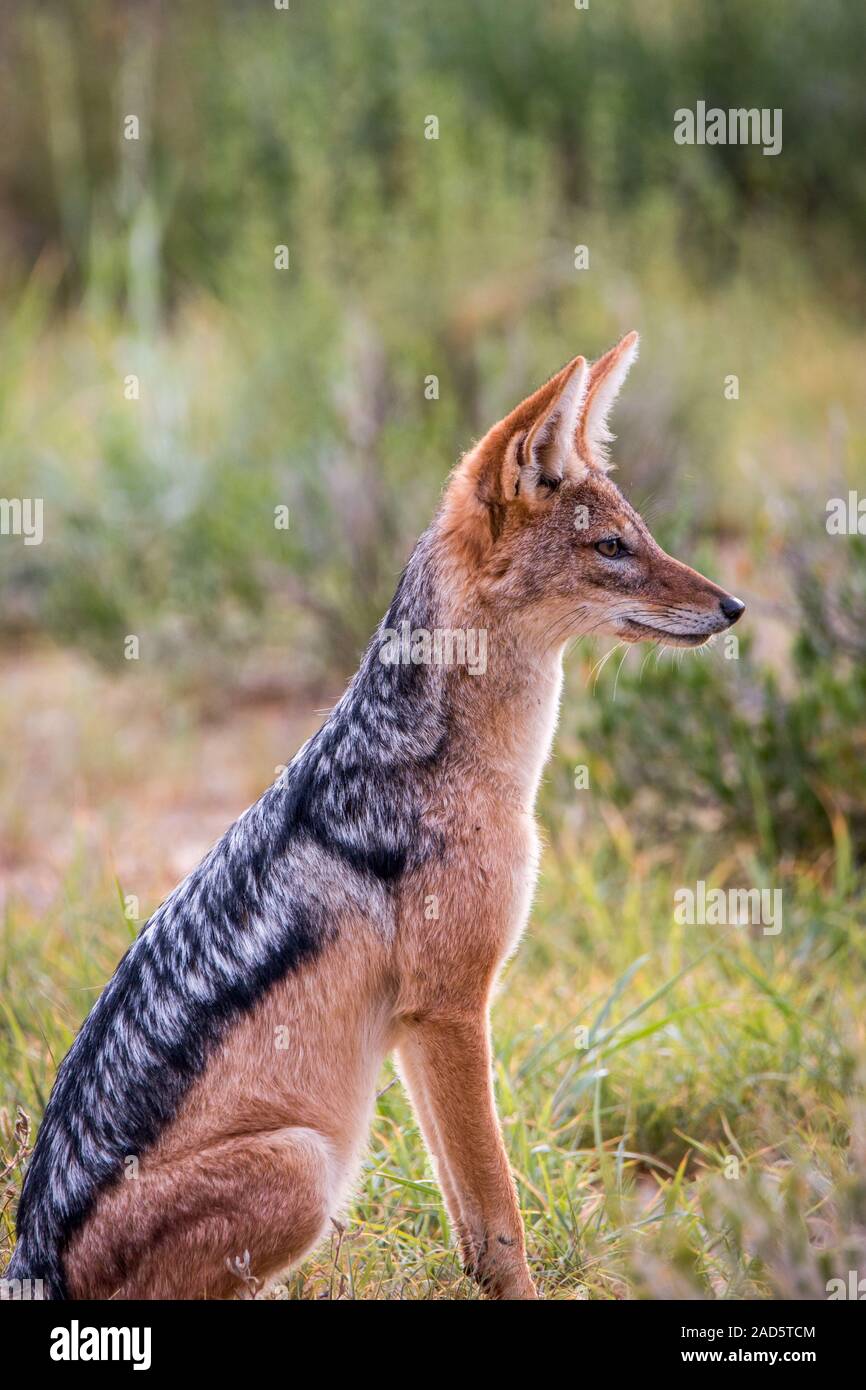 Side profile of a sitting Black-backed jackal Stock Photo - Alamy