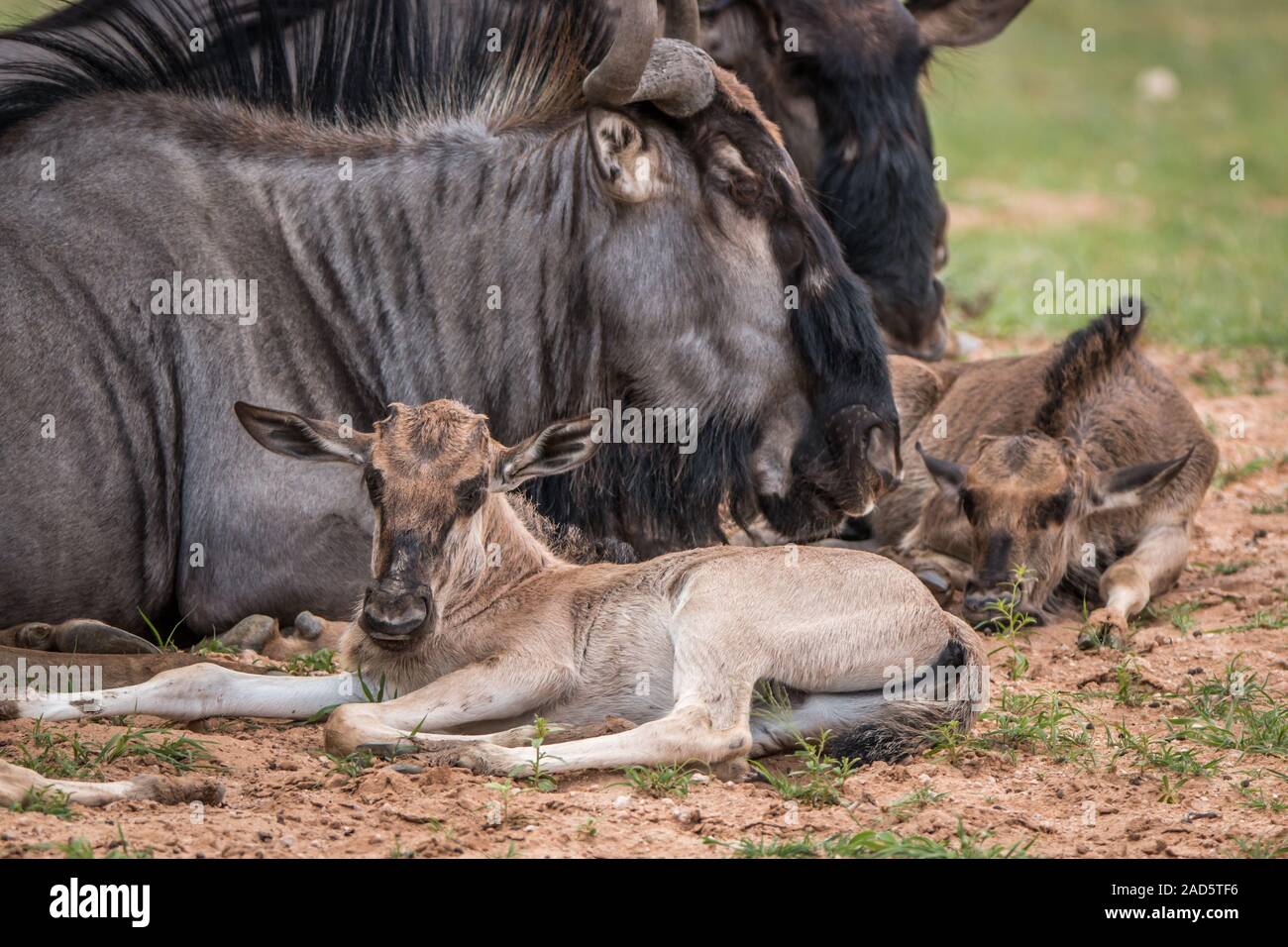 Blue wildebeest calf laying with the group Stock Photo - Alamy