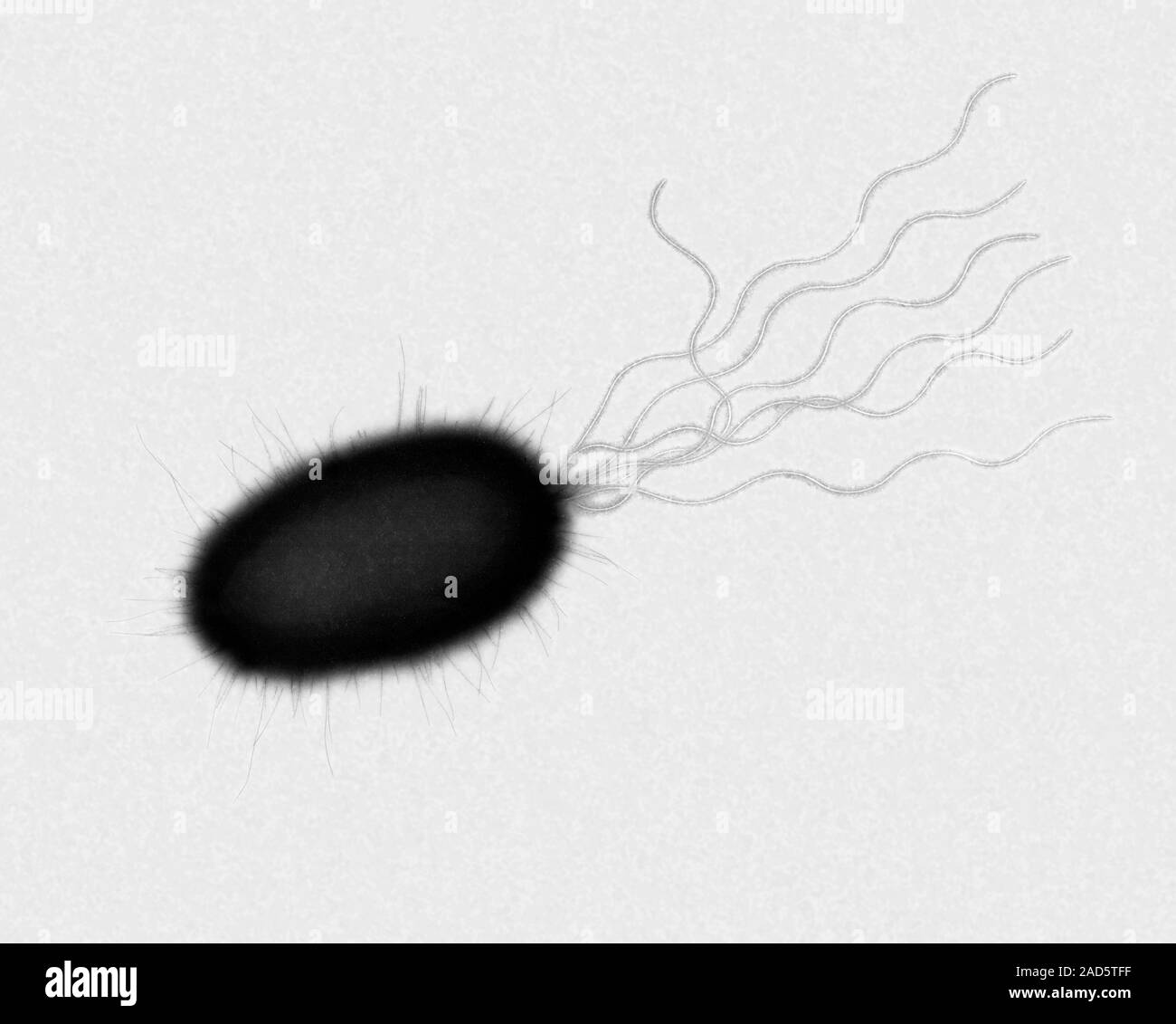 Transmission electron micrograph (TEM) of Pseudomonas sp., Gram ...