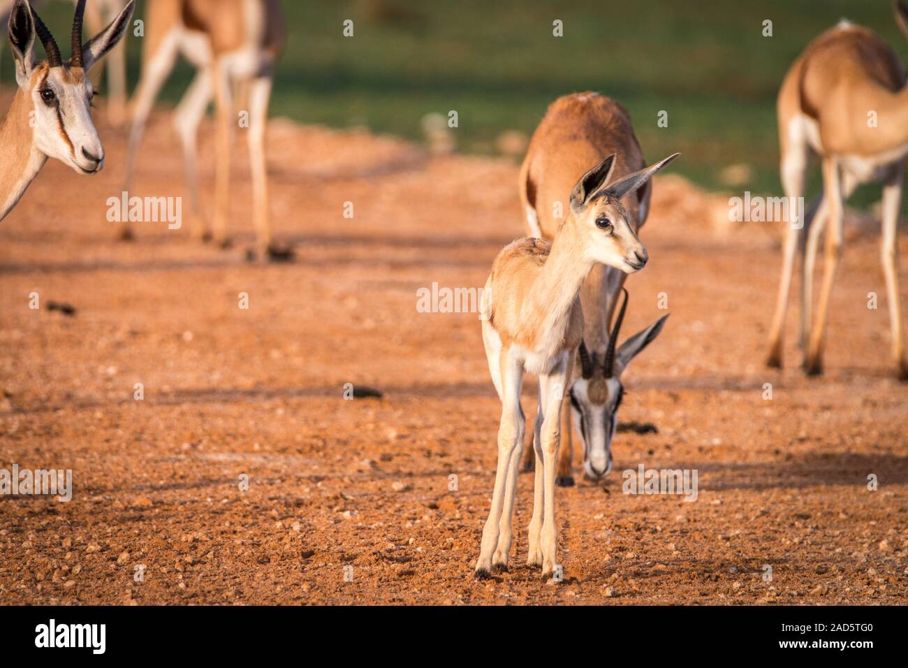 Baby Springbok standing on a gravel road Stock Photo - Alamy