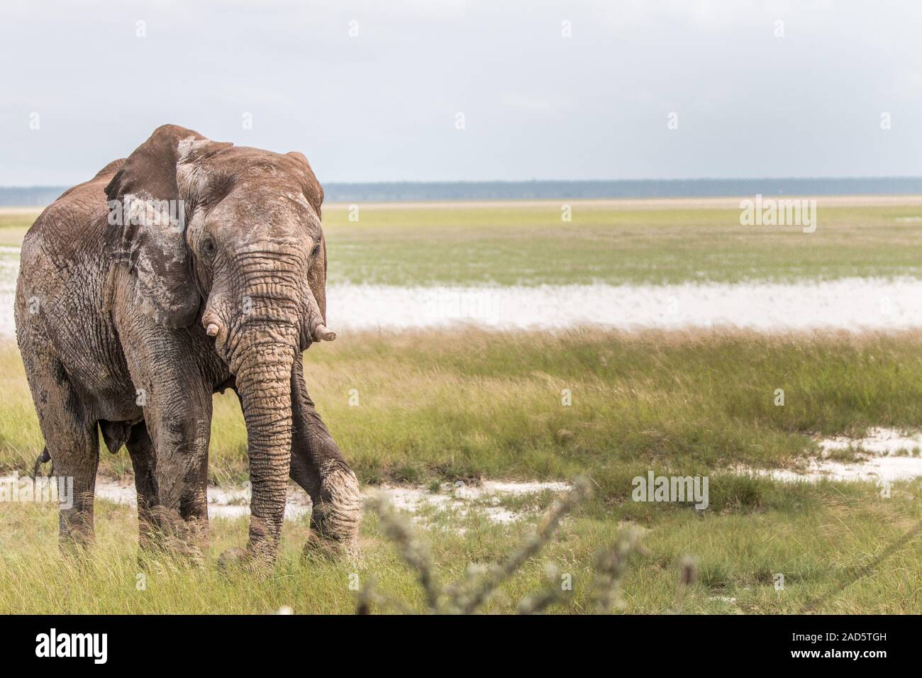 Elephant walking towards camera hi-res stock photography and images - Alamy