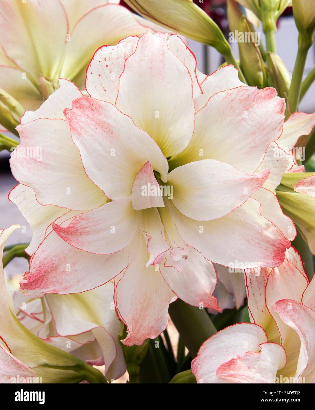 Amaryllis 'Aphrodite' (Hippeastrum sp.) in flower Stock Photo - Alamy