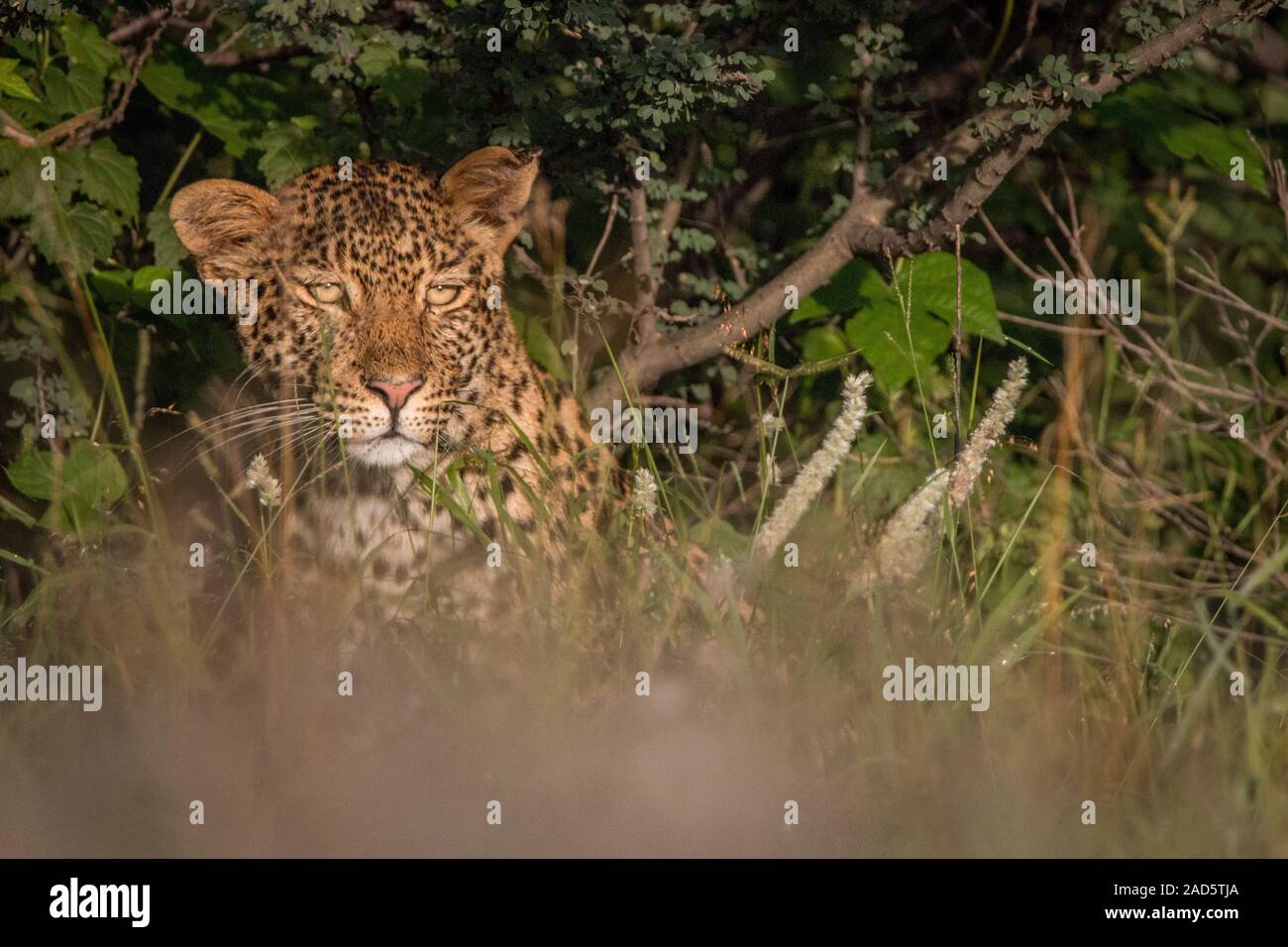 Leopard hiding in the bushes in the Kalahari Stock Photo - Alamy