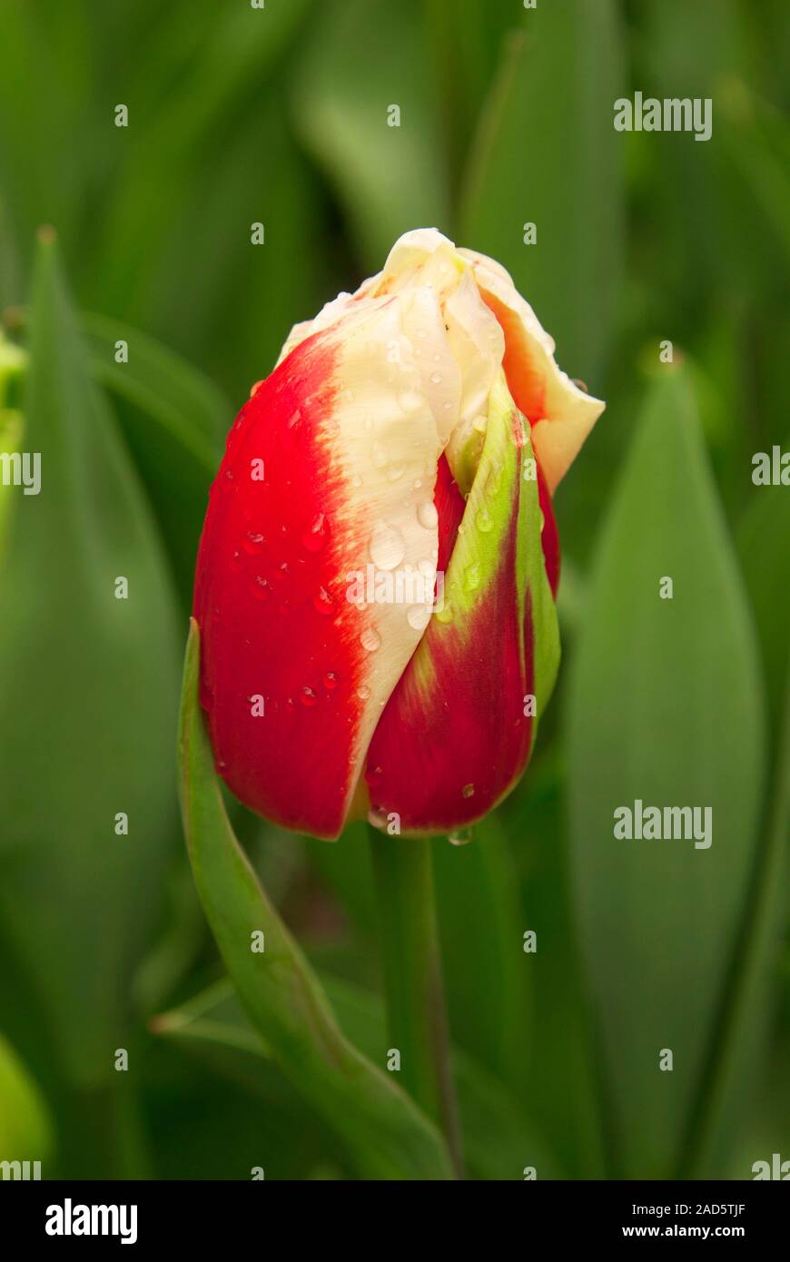 Tulip (Tulipa 'Roman Empire') in flower Stock Photo - Alamy