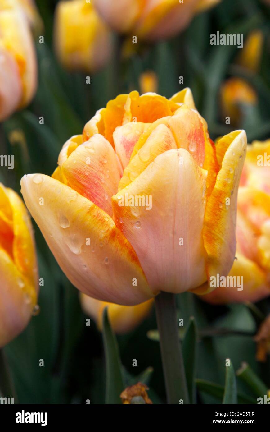 Tulip (Tulipa 'Foxy Foxtrot') in flower Stock Photo - Alamy