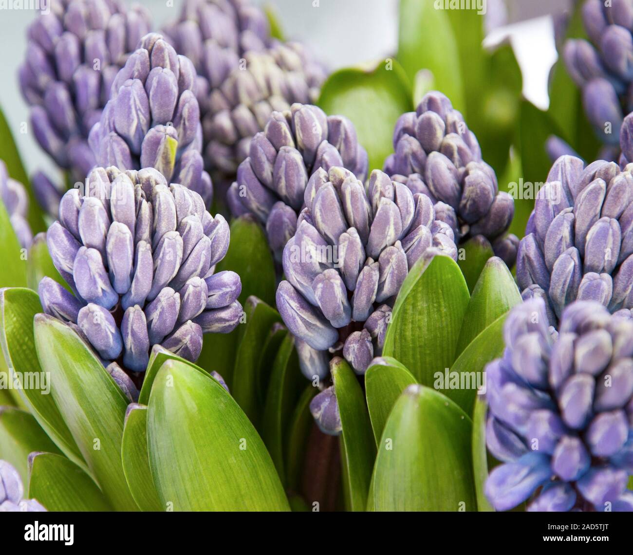 Hyacinth (Hyacinthus orientalis 'Delft Blue') in bud Stock Photo - Alamy